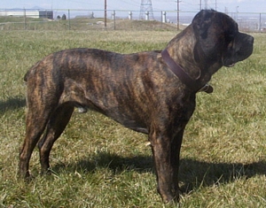 Cane Corso Breeder in Utah, Wasatch Mountain Cane Corsos
