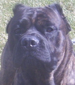 Cane Corso Breeder in Utah, Wasatch Mountain Cane Corsos