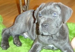 Cane Corso Breeder in Utah, Wasatch Mountain Cane Corsos