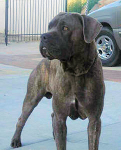 Cane Corso Breeder in Utah, Wasatch Mountain Cane Corsos