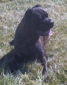 Cane Corso Breeder in Utah, Wasatch Mountain Cane Corsos