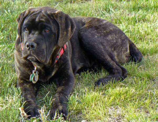 Cane Corso Breeder in Utah, Wasatch Mountain Cane Corsos