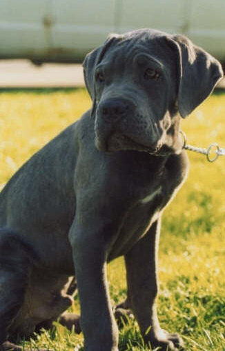 Cane Corso Breeder in Utah, Wasatch Mountain Cane Corsos