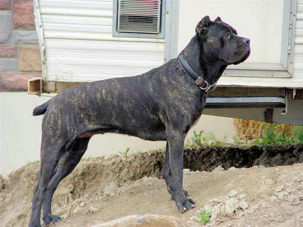 Cane Corso Breeder in Utah, Wasatch Mountain Cane Corsos