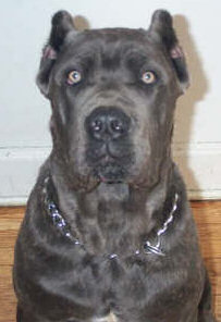 Cane Corso Breeder in Utah, Wasatch Mountain Cane Corsos