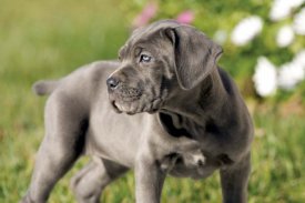 Cane Corso Breeder in Utah, Wasatch Mountain Cane Corsos