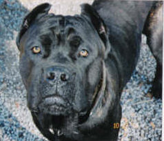 Cane Corso Breeder in Utah, Wasatch Mountain Cane Corsos
