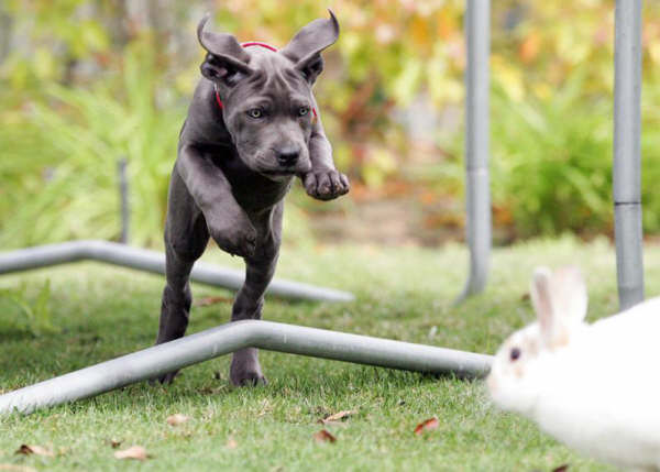 Cane Corso Breeder in Utah, Wasatch Mountain Cane Corsos