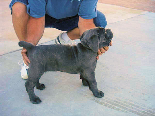 Cane Corso Breeder in Utah, Wasatch Mountain Cane Corsos