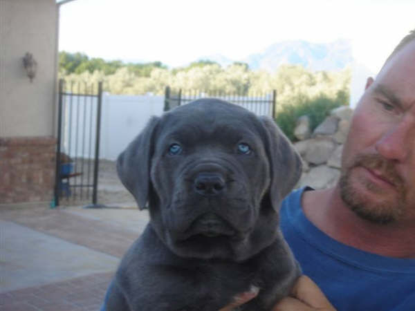 Cane Corso Breeder in Utah, Wasatch Mountain Cane Corsos