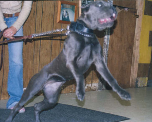 Cane Corso Breeder in Utah, Wasatch Mountain Cane Corsos