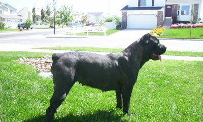 Cane Corso Breeder in Utah, Wasatch Mountain Cane Corsos