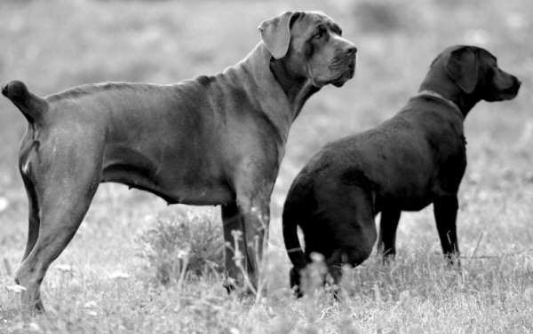 Cane Corso Breeder in Utah, Wasatch Mountain Cane Corsos