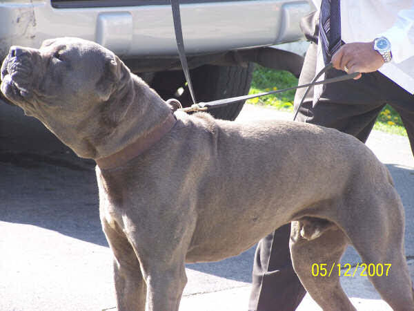 Cane Corso Breeder in Utah, Wasatch Mountain Cane Corsos